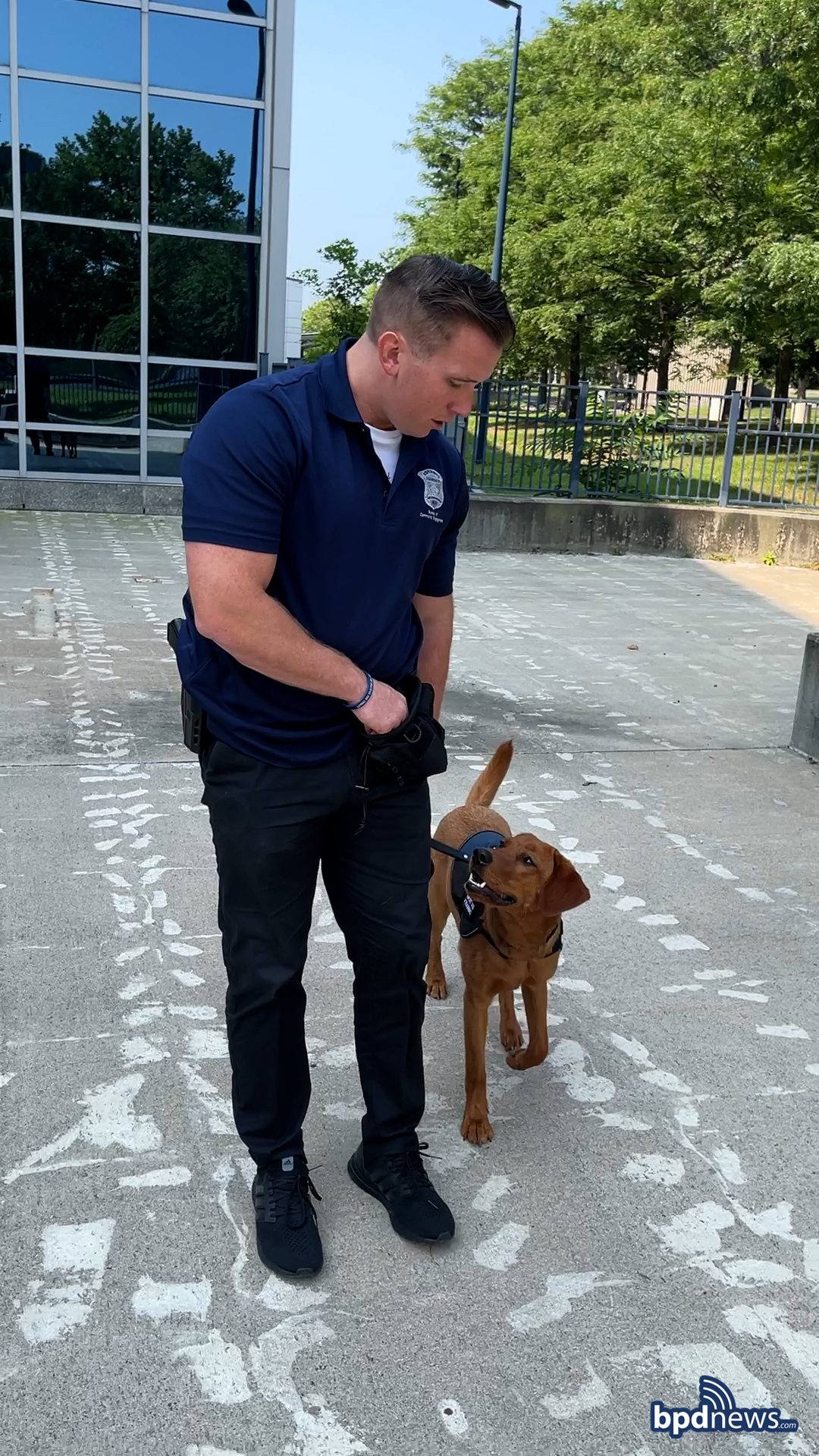 Boston Police Comfort Dog: Copper Learns New Commands and Takes Trip to ...