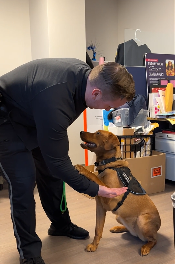Boston Police Comfort Dog: Copper Continues to Work on K-9 Training ...