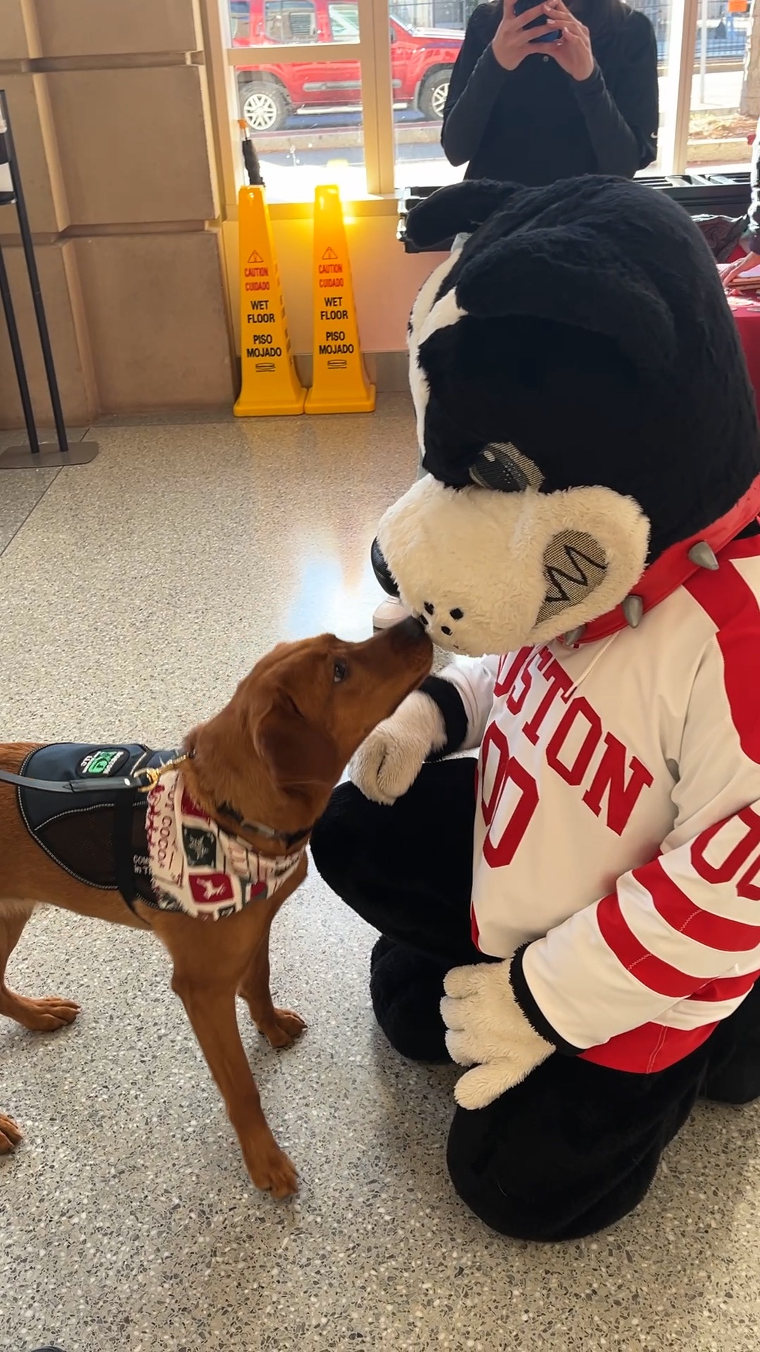 Boston Police Comfort Dog: Copper Attends Boston University Comfort Dog ...